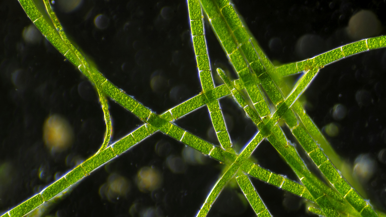 Hochwertige Nahrungsergänzung mit der AFA-Alge - Naturstoff Medizin